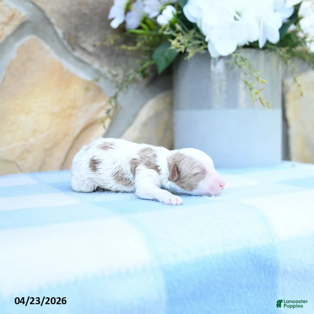 Finn Cavapoo for sale in East Earl | Lancaster Puppies