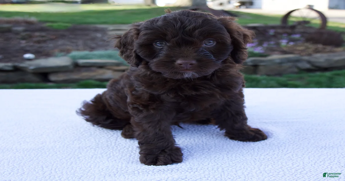 Ethan Cavapoo for sale in Dundee | Lancaster Puppies