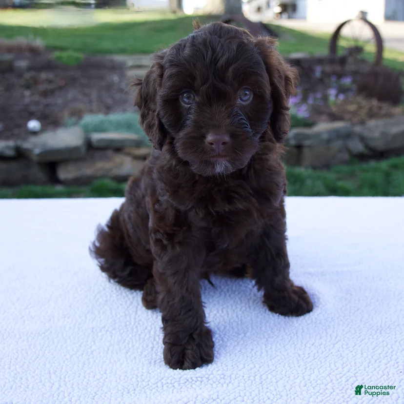 Ethan Cavapoo for sale in Dundee | Lancaster Puppies