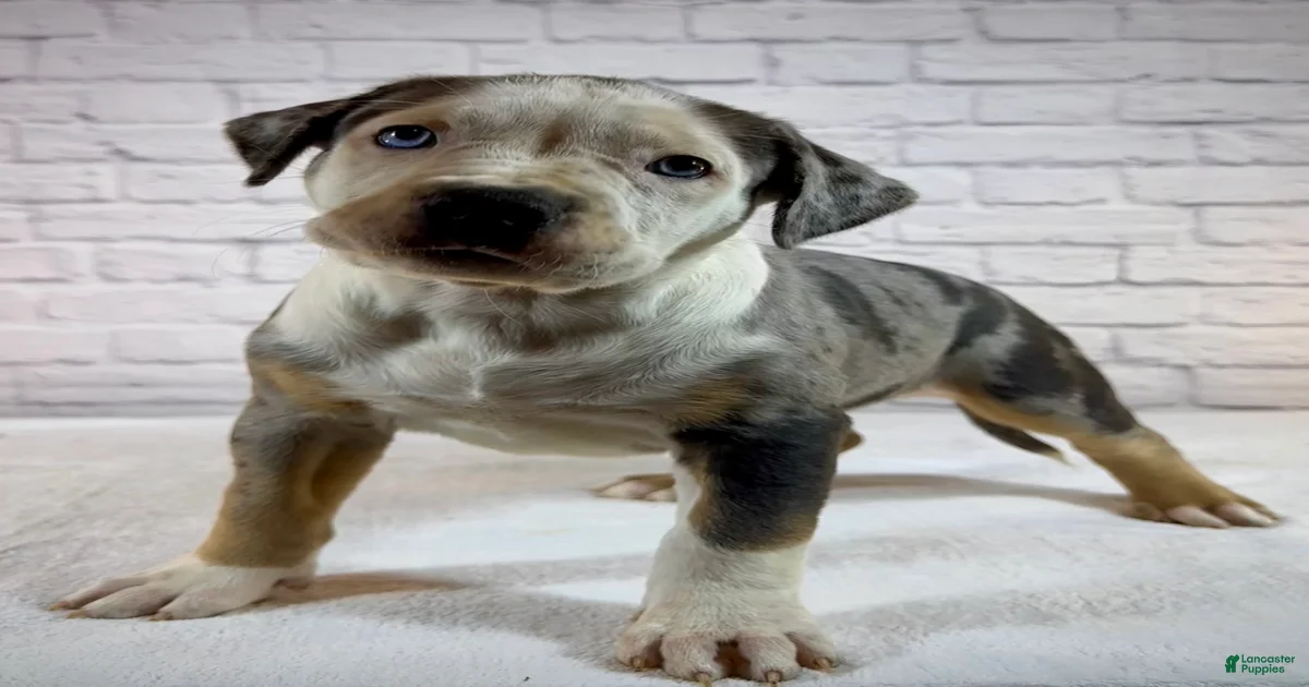 Merle American Bully Puppies for sale | Lancaster Puppies