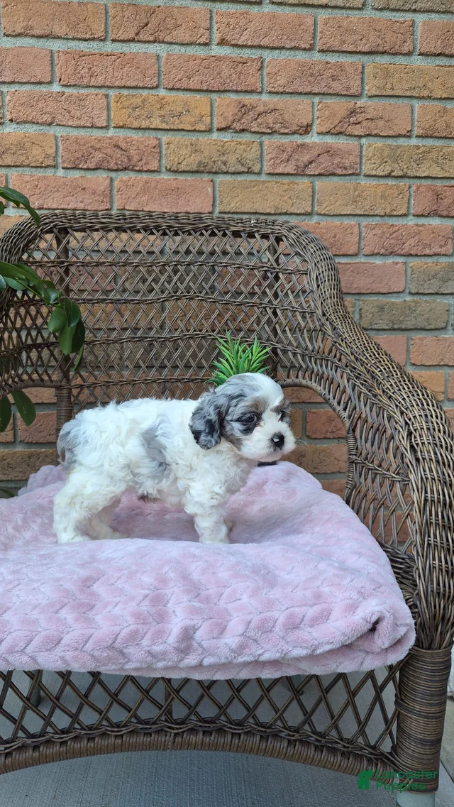 Quinnie Cockapoo for sale in Sugarcreek | Lancaster Puppies