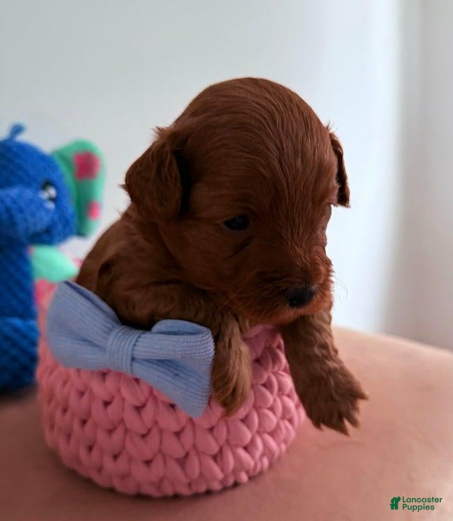 Jamie for sale in Cedar Rapids | Lancaster Puppies