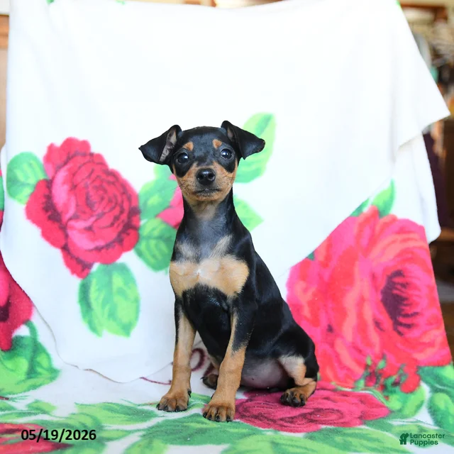 Eva Miniature Pinscher for sale in Dover | Lancaster Puppies