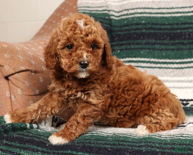 Joy for sale in Baltic | Lancaster Puppies