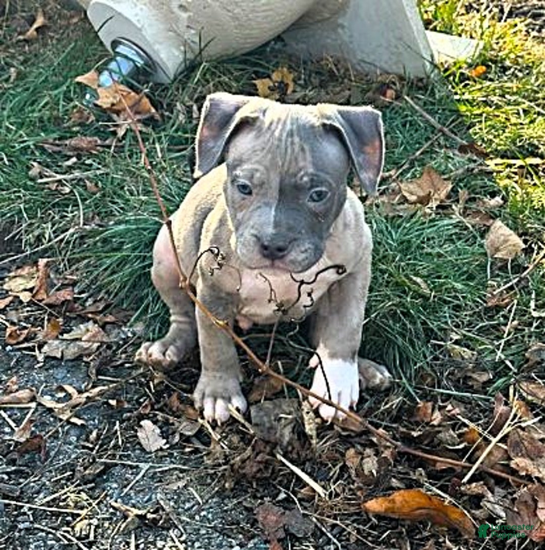 "SNOOP DOGG" ~ SPLIT FACE BLUE MERLE for sale in Newark | Lancaster Puppies