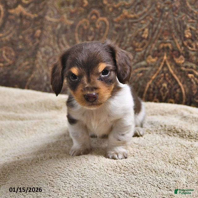 Skipper for sale in Rushville | Lancaster Puppies