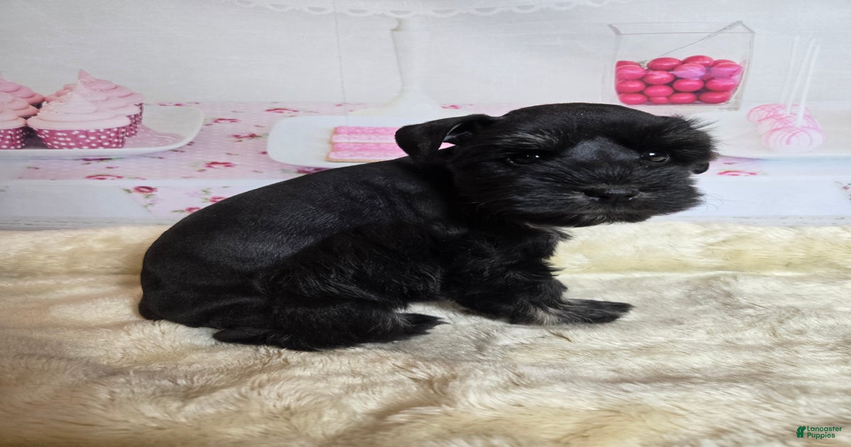 Roz for sale in Lusby | Lancaster Puppies