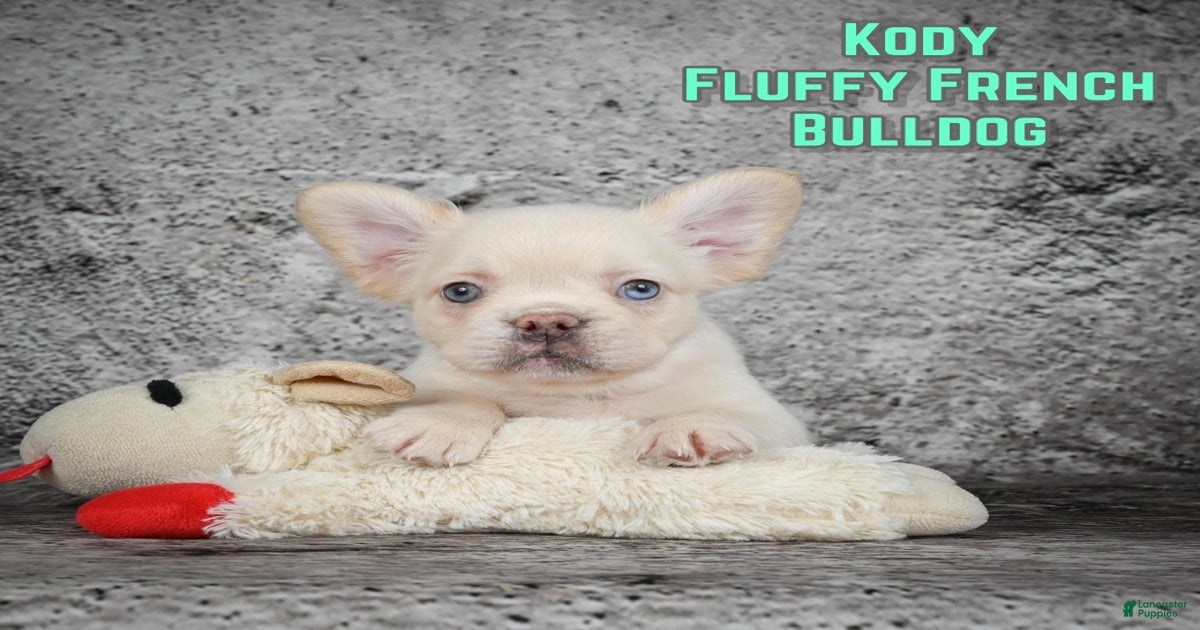 Kody for sale in North Canton | Lancaster Puppies