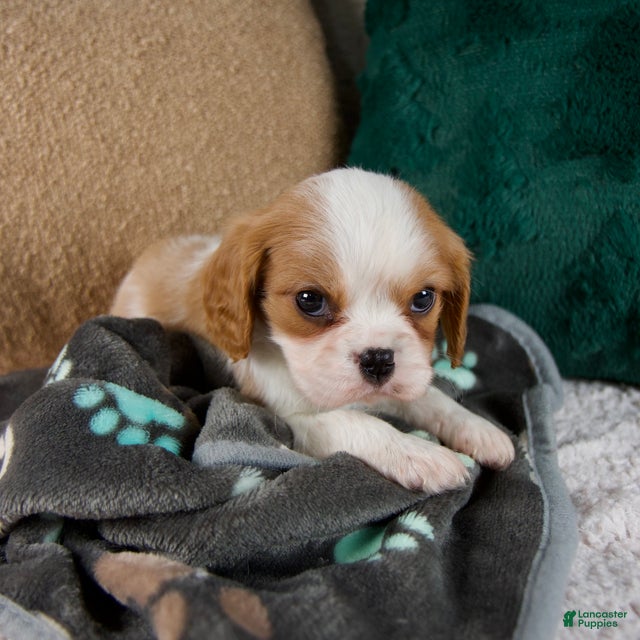 Arlo for sale in Dundee | Lancaster Puppies