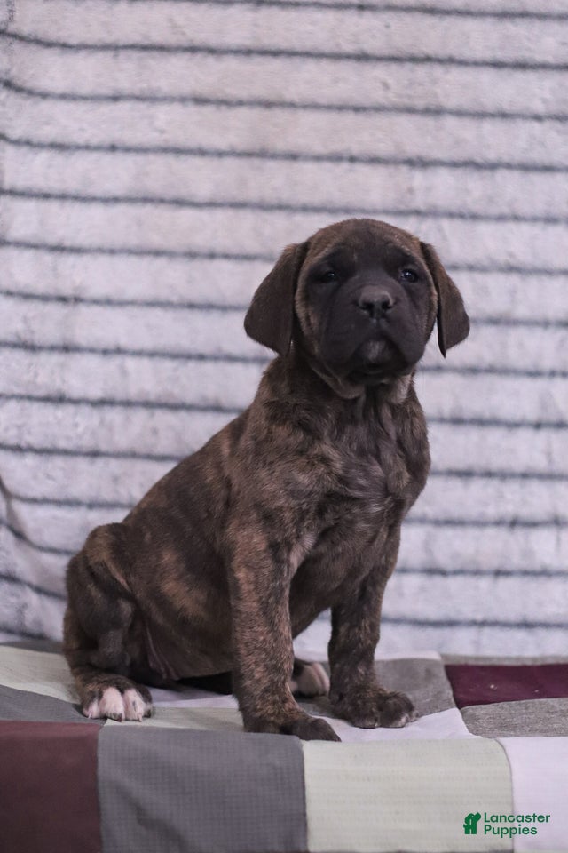 Fern for sale in Dalmatia | Lancaster Puppies