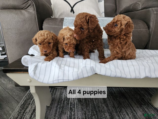 Teacup Thomas-AKC GENETICALLY TESTED for sale in Queens | Lancaster Puppies