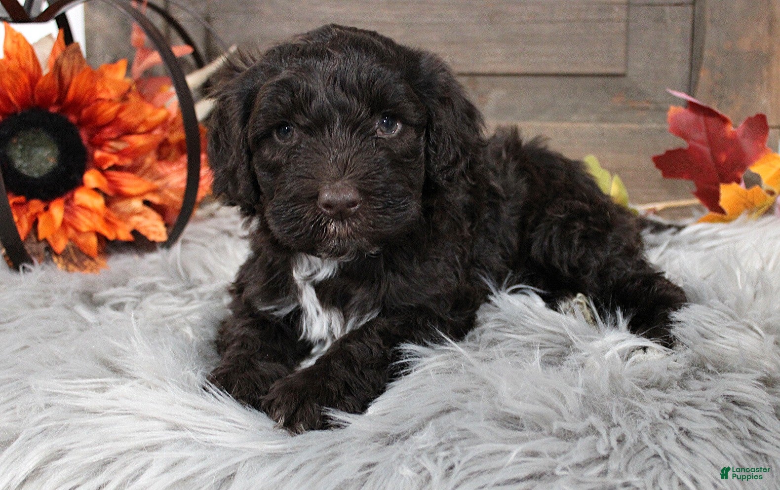 Portuguese Water Dog Puppies for sale | Lancaster Puppies