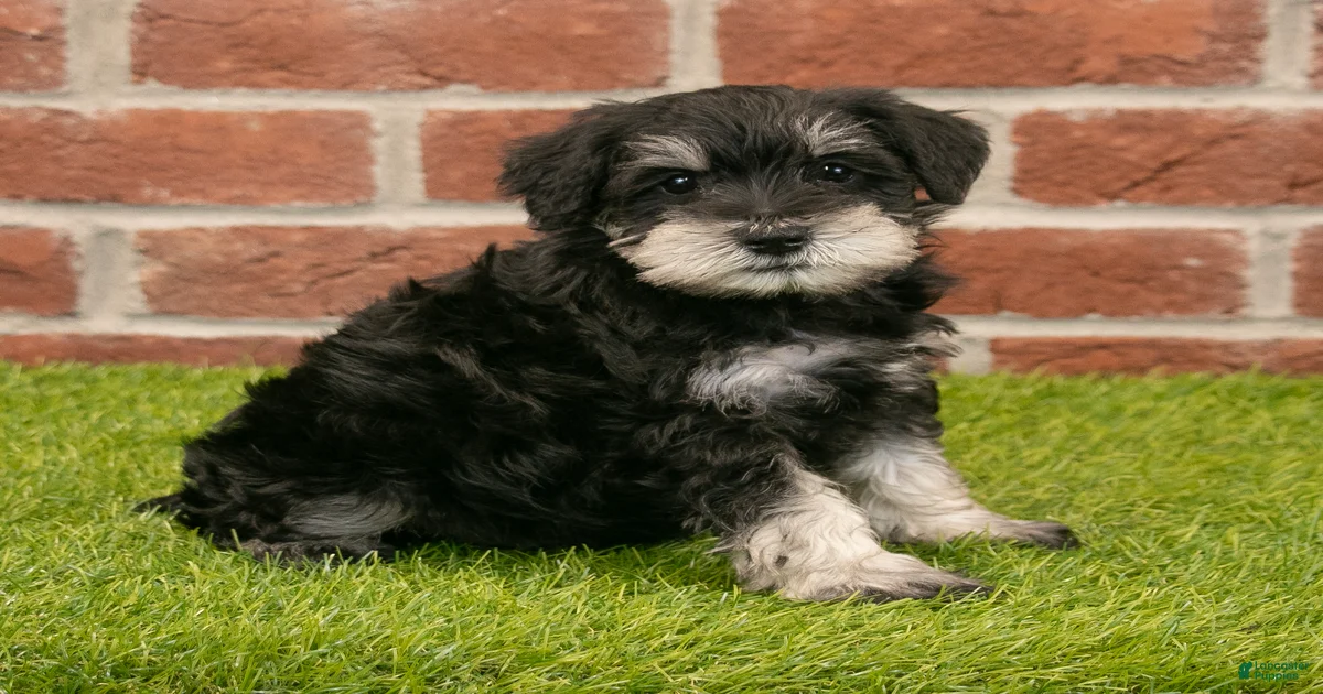 Miniature Schnauzer Puppies for sale in Ohio | Lancaster Puppies