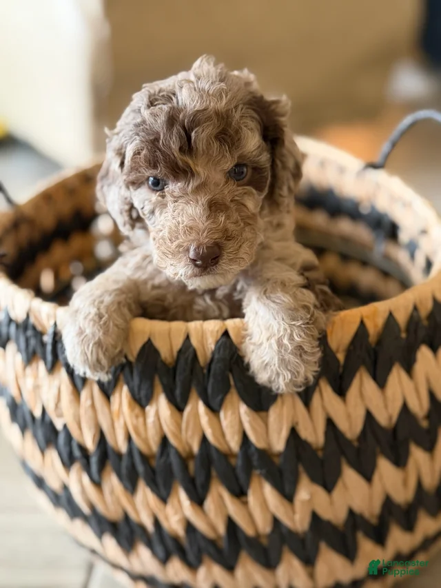 Reese's Labradoodle for sale in Brownsville | Lancaster Puppies