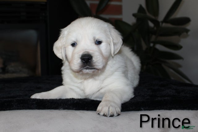 Prince for sale in Reinholds | Lancaster Puppies
