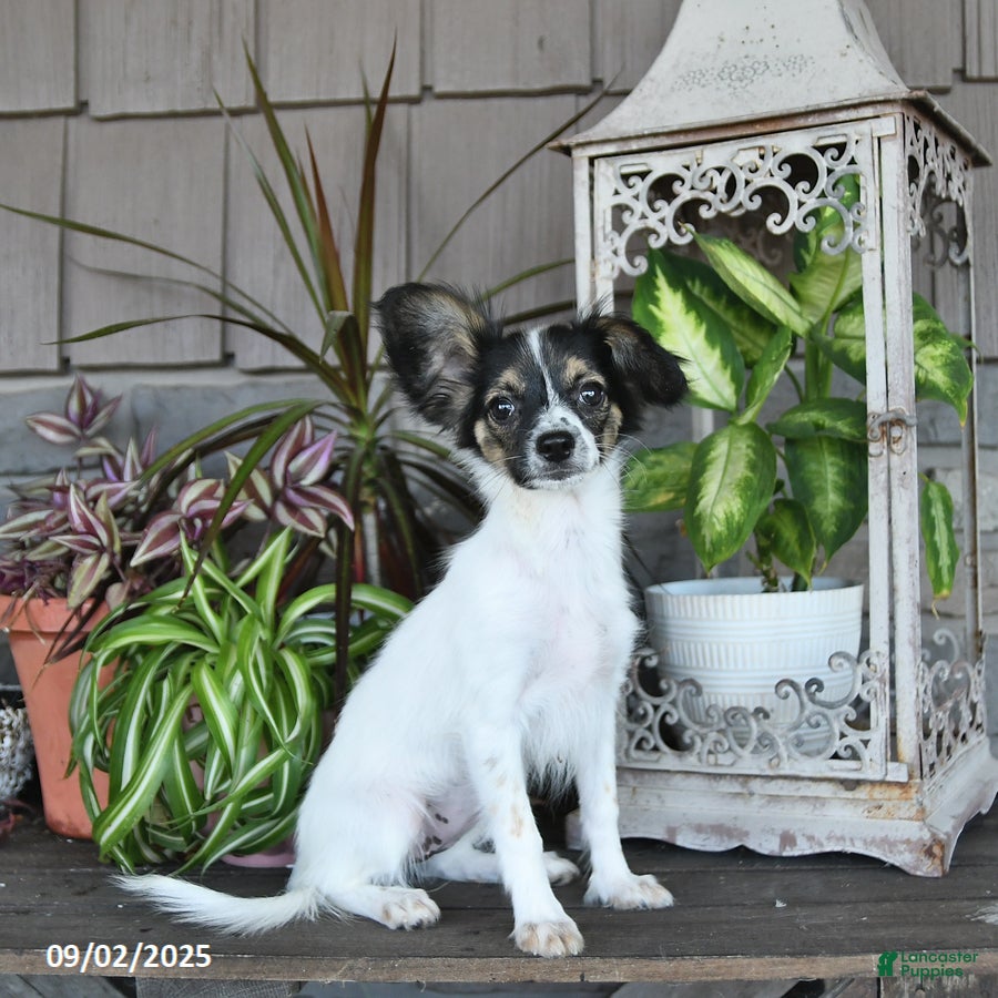 Puppies for sale in Milwaukee, Wisconsin | Lancaster Puppies