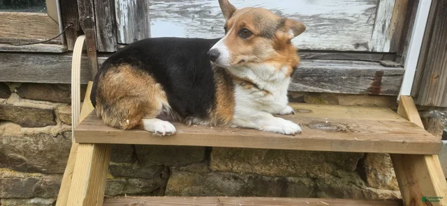 Trixy Welsh Corgi Pembroke for sale in Richfield | Lancaster Puppies