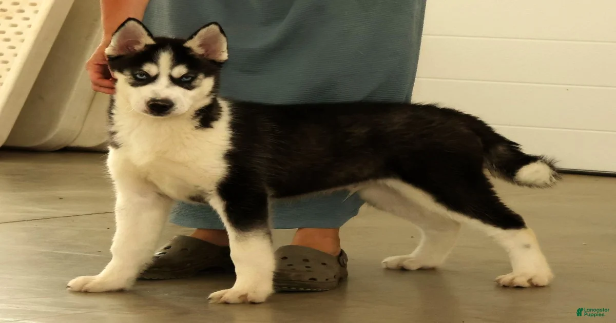 Siberian Husky Puppies for sale | Lancaster Puppies