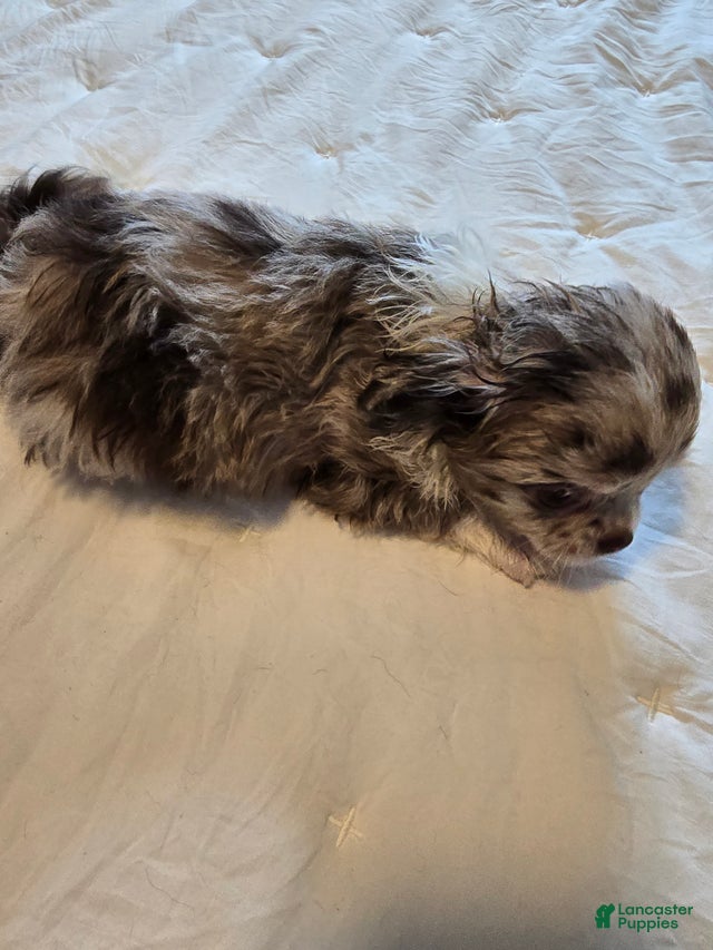 Donnie for sale in Newark Valley | Lancaster Puppies
