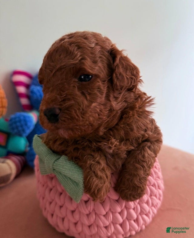 Jamie for sale in Cedar Rapids | Lancaster Puppies