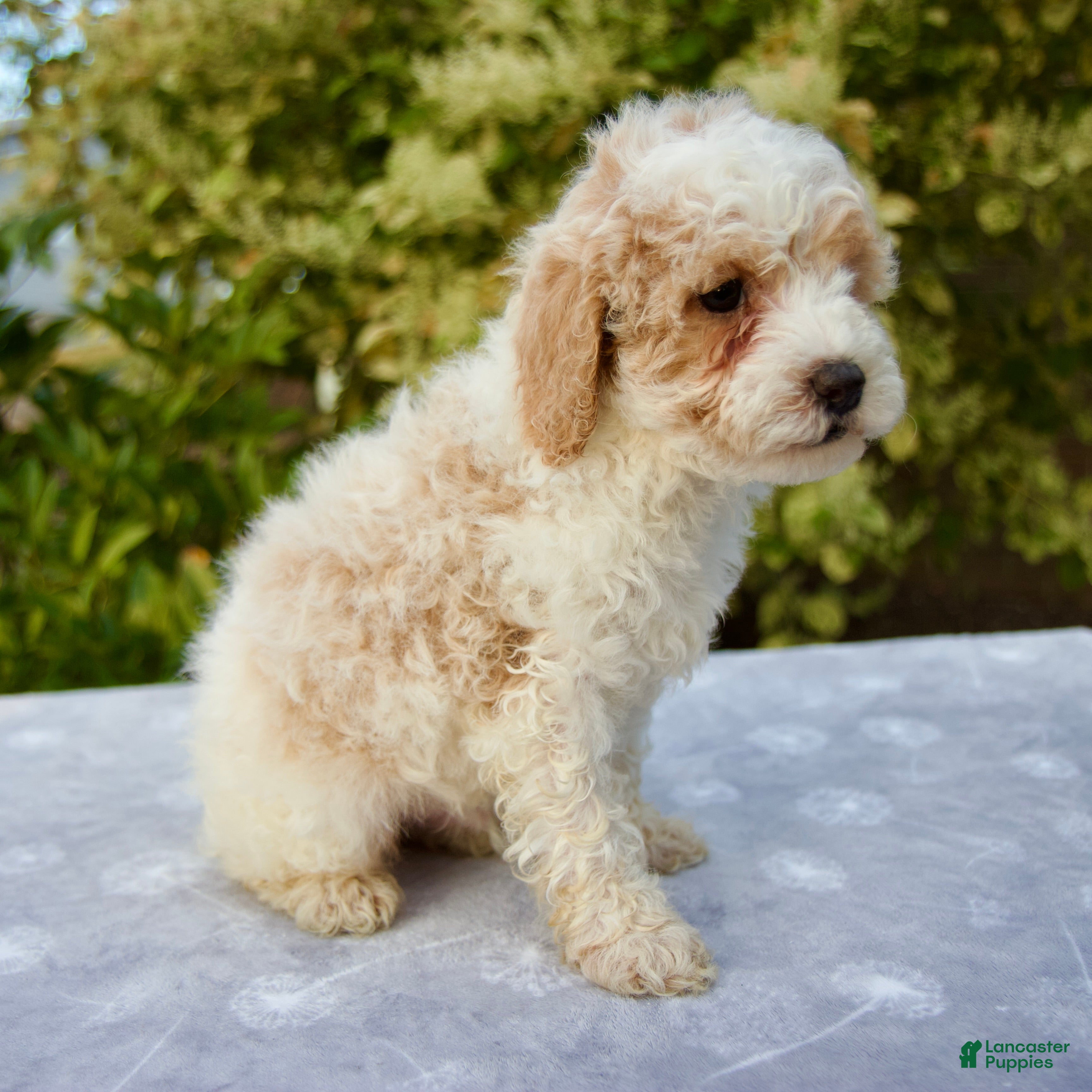 Cavapoo Puppies for sale under $500 | Lancaster Puppies