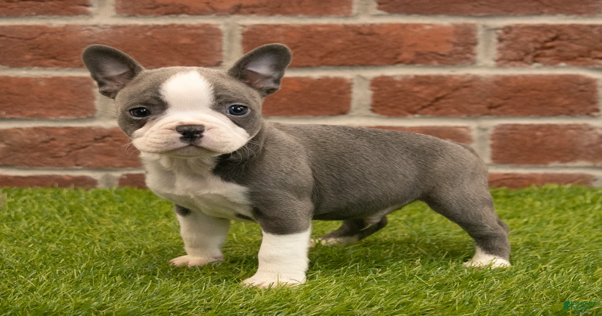 Harry Frenchton for sale in Dundee | Lancaster Puppies