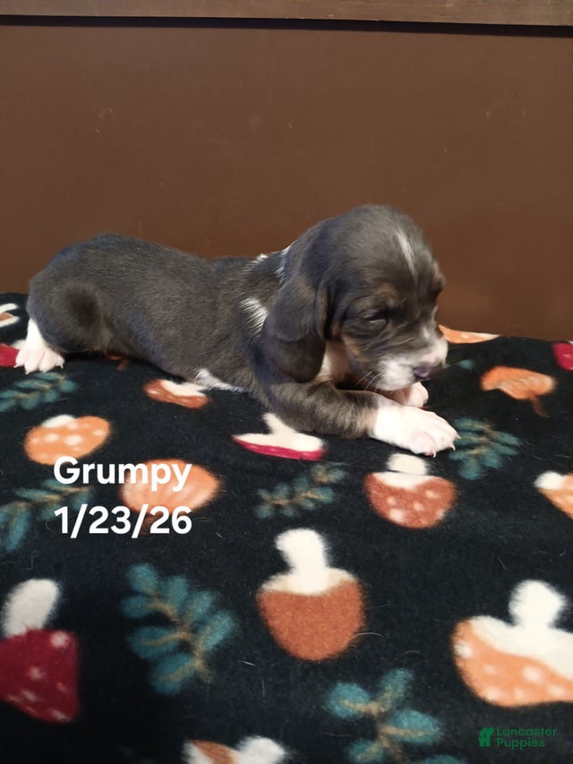 Grumpy for sale in Sidney | Lancaster Puppies