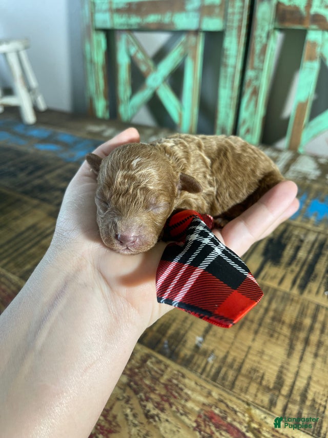 Akc Bred color Red Boy 2 for sale in | Lancaster Puppies