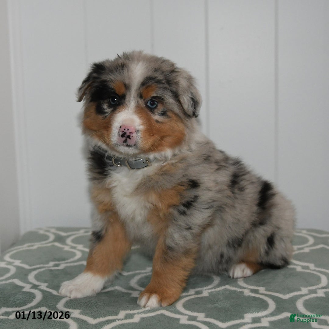 Layla for sale in Holmesville | Lancaster Puppies