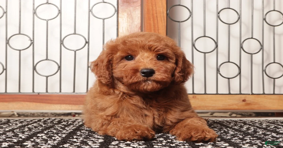 Simba Playful Mini Golden Doodle Mini Goldendoodle for sale in Naples ...