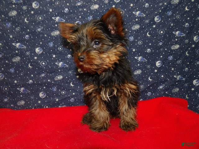 Joey for sale in Paterson | Lancaster Puppies