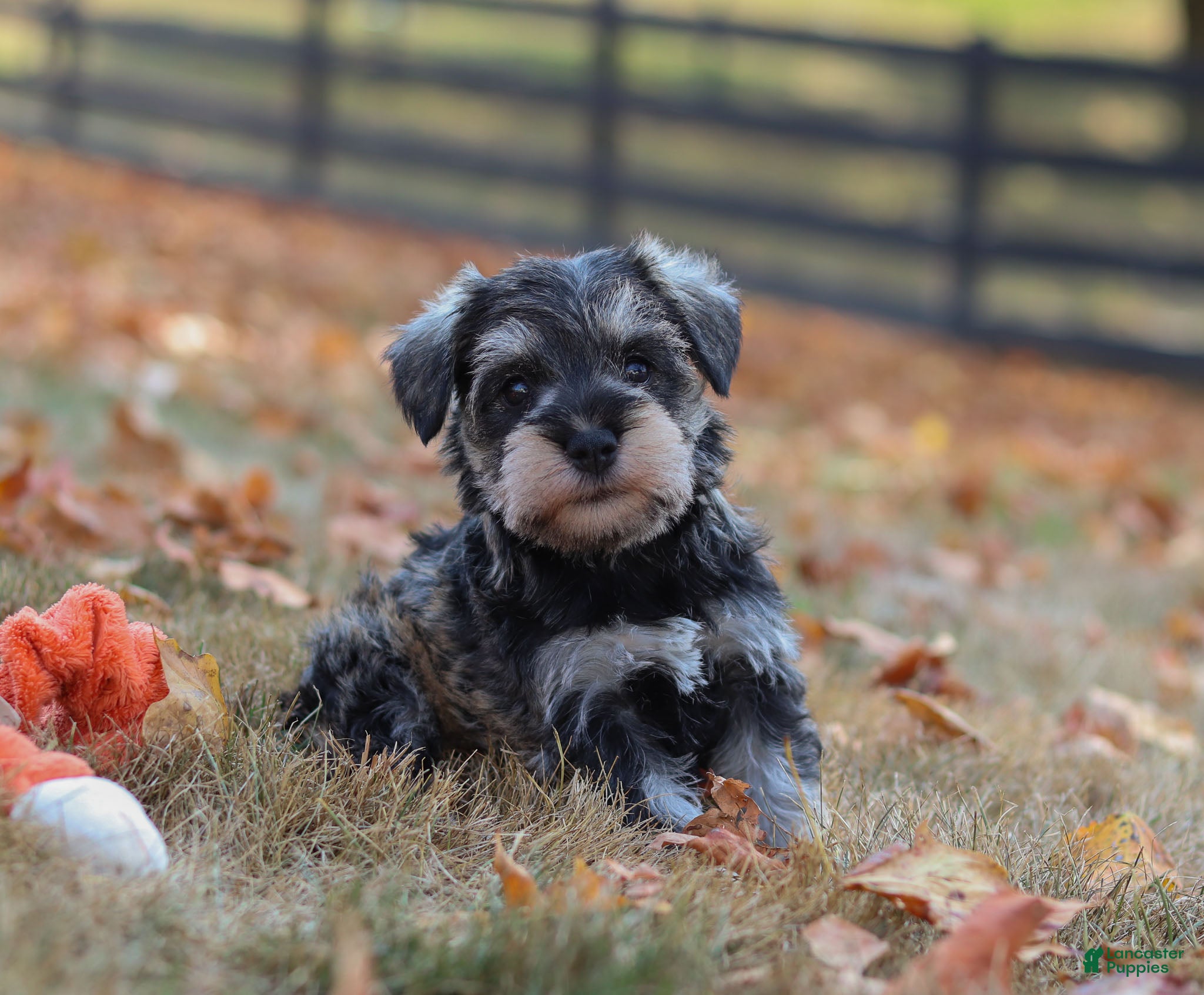 Miniature Schnauzer puppies for sale | Lancaster Puppies