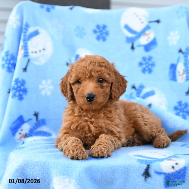 Wicker for sale in Christiana | Lancaster Puppies