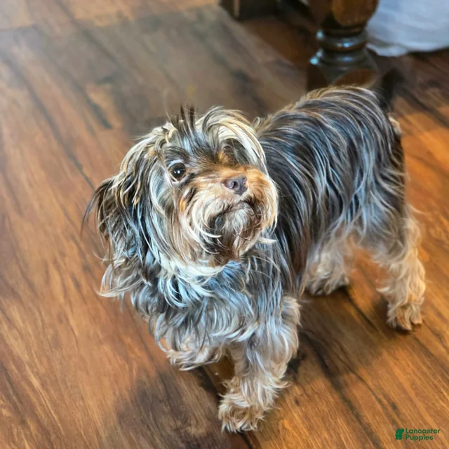 Pancake Yorkshire Terrier for sale in Clear Spring | Lancaster Puppies