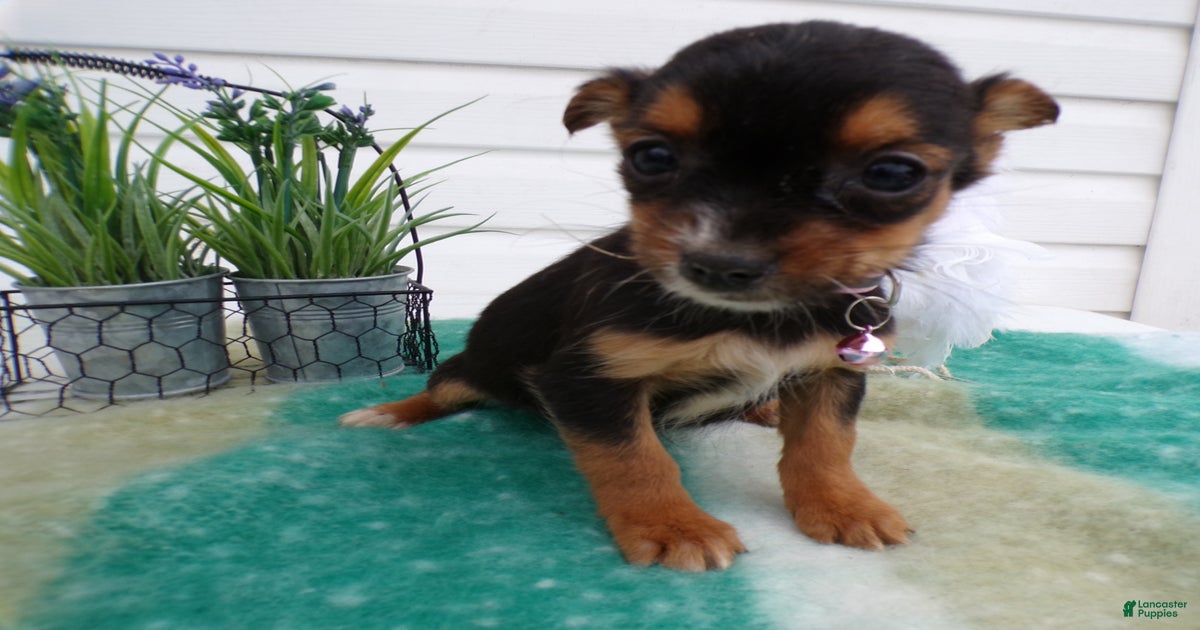 Mixed Breed Puppy 1 Tippy for sale in Dayton | Lancaster Puppies