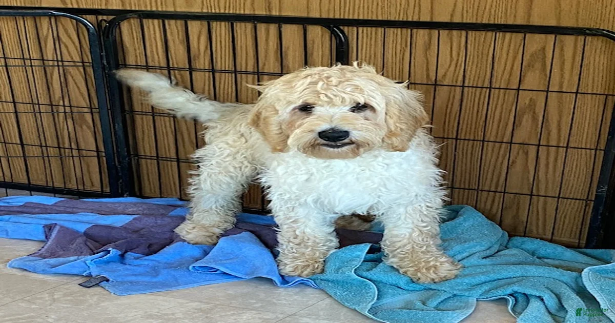 Mini Goldendoodle Puppies for sale under $500 | Lancaster Puppies