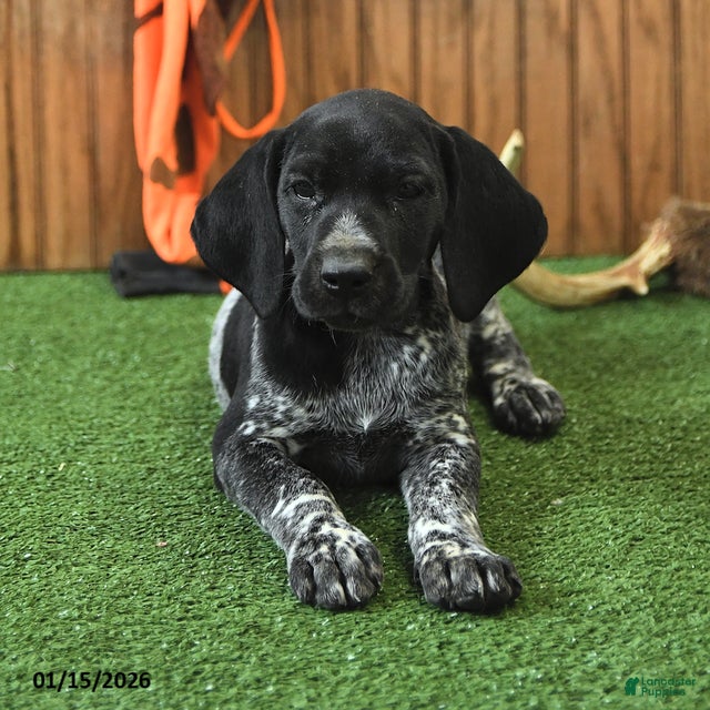 Courtney for sale in Millerstown | Lancaster Puppies