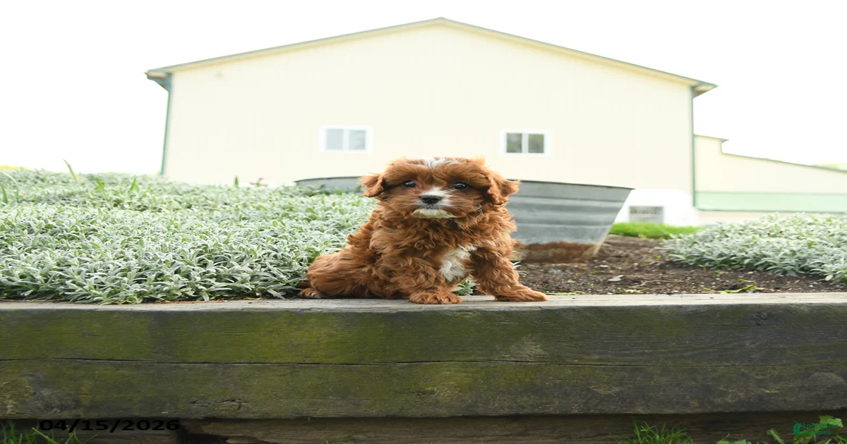 Small dogs with tails Cavapoo Puppies for sale | Lancaster Puppies