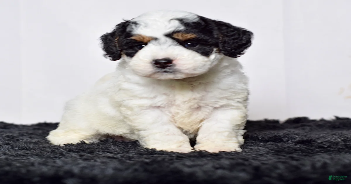Female Puppies for sale | Lancaster Puppies