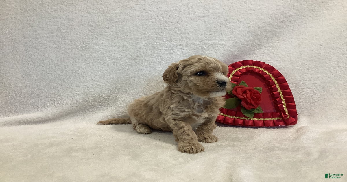 Captain for sale in Strasburg | Lancaster Puppies