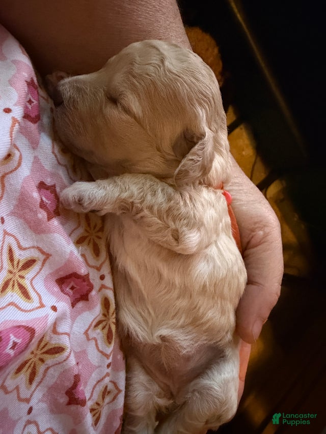 AKC Miniature Poodle Apricot Female for sale in Phoenix | Lancaster Puppies