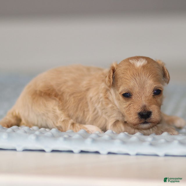 Tucker for sale in Honey Brook | Lancaster Puppies