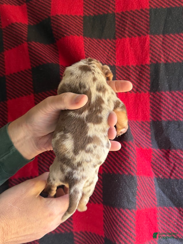 Catahoula Leopard Dog Puppy 1 for sale in Keithville | Lancaster Puppies