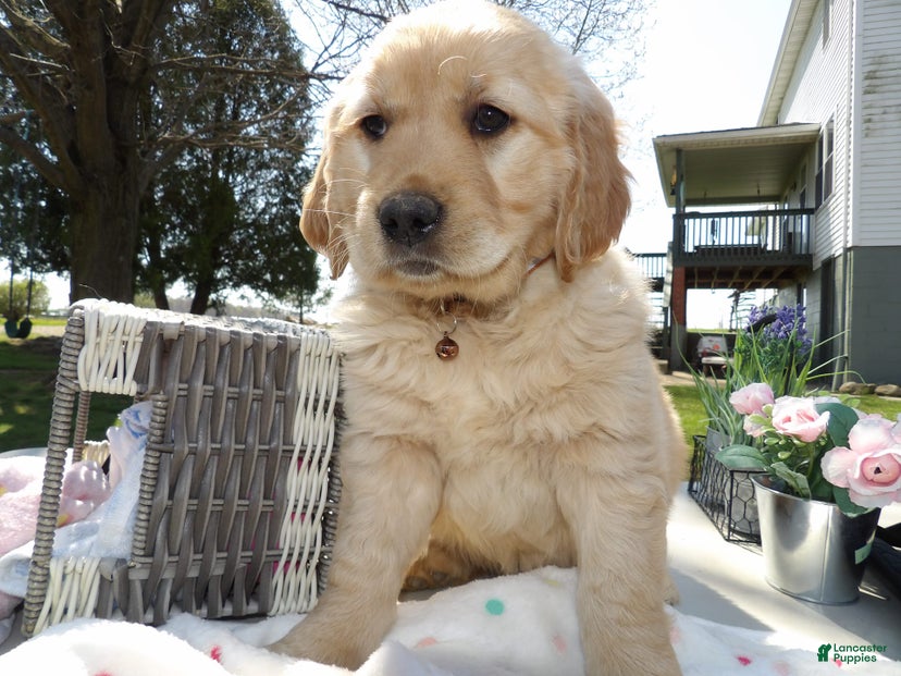 Alan Miller | Lancaster Puppies