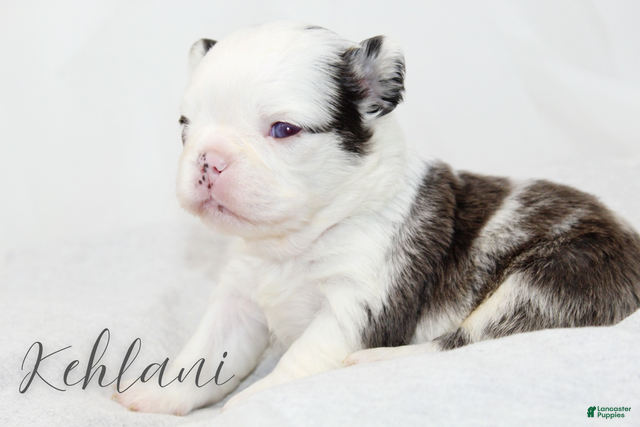 Kelani-Full Fluffy Panda Husky with Testable for sale in Candler ...