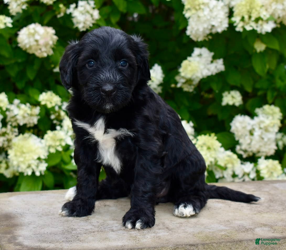 Portuguese Water Dog Puppies for sale | Lancaster Puppies