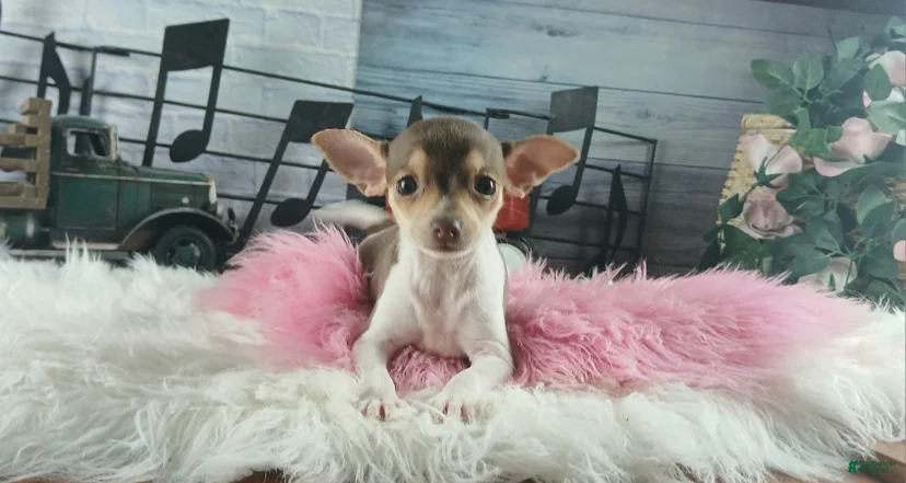 We deliver. Teacup chocolate female Chihuahua Chihuahua for sale in ...