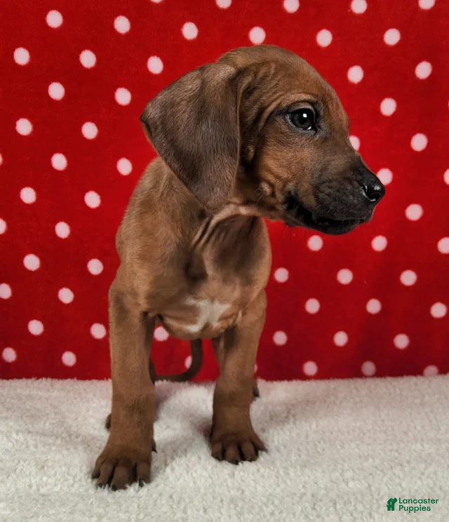 Toby for sale in Jonestown | Lancaster Puppies