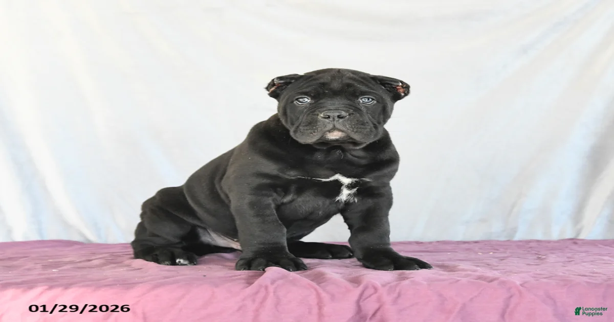 Marco for sale in East Earl | Lancaster Puppies