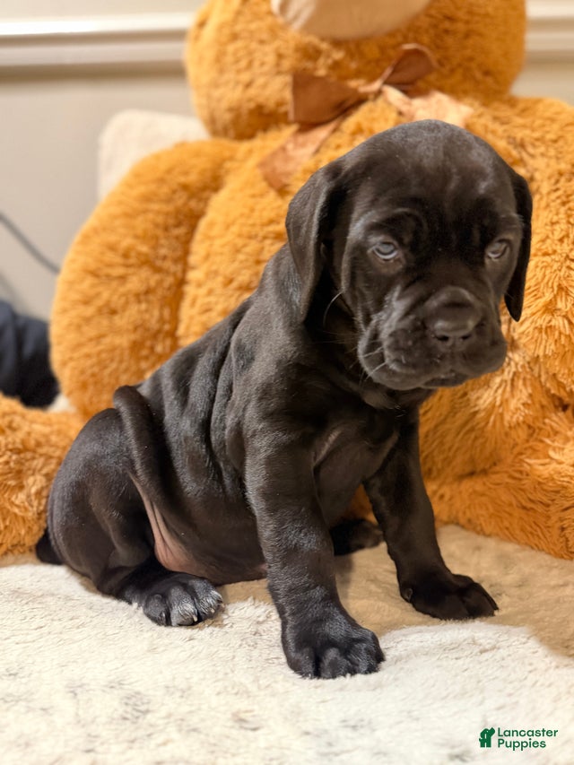 Mayhem for sale in East Waterford | Lancaster Puppies
